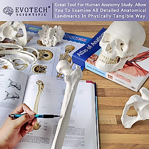 Evotech Disarticulated Human Skeleton Model For Anatomy 67 inch High, Full Size Skeleton Models with Skull, Spine, Bones, Articulated Hand & Foot, for Anatomy Medical Learning