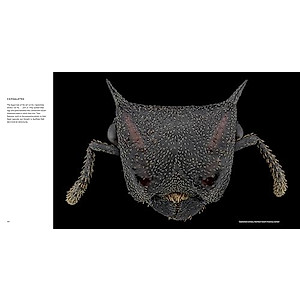 Ants: Workers of the World