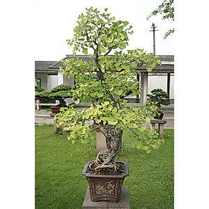 Bonsai Tree | Ginkgo Tree | Seed Grow Kit | The Jonsteen Company