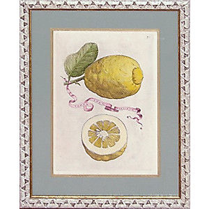 Plate 311: Pomvm Adami Rhegimvm