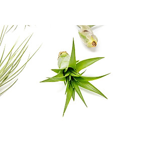 5 Pack of Classic Air Plants Variety - Live Succulent House Plants - Available in Wholesale and Bulk - Home and Garden Decor - Easy Care Indoor and Outdoor Plants