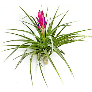 ragnaroc Air Plants - Flowering Tillandsia Stricta Large 5" - 1ct - Live Arrival Guaranteed - House Plants for Home Decor & Gift