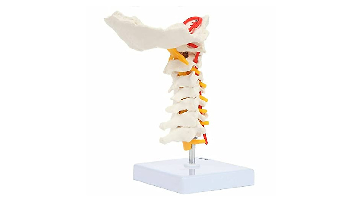 Axis Scientific Cervical Vertebra Model for In-depth Study