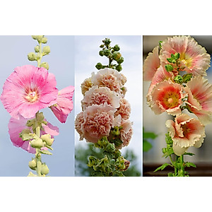 700+ Hollyhock Seeds for Planting (Alcea rosea) Perennial Flower Seeds Non GMO Heirloom Dark Red Red Pink Yellow and Orange Hollyhock Flower