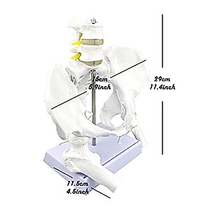 Flexible Female Pelvis Model with Movable Femur Heads and Joints, Life Size Female Pelvis with Stand Base, for Childbirth Education/CBE Doula Exhibit Midwife Anatomy, Teaching and Studying Purpose