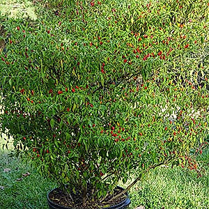 Zeoust Loife 200 Pcs Chile Pequin Pepper Seeds for Planting - Mini Tiny Chile Chili Peppers Non-GMO Seeds to Plant Home Garden (Chile Pequin Pepper)