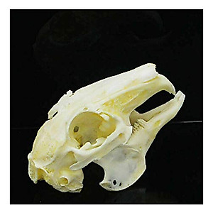 Wixine 1Pcs Cottontail Rabbit Skull Specimen Animal Bone Specimen