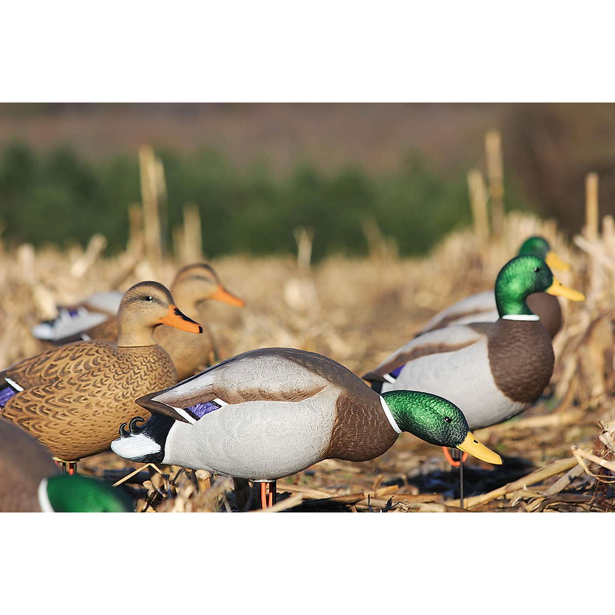 Flambeau Outdoors 8700FBU Storm Front 2 Mallard Decoys, Full Body - 6-Pack