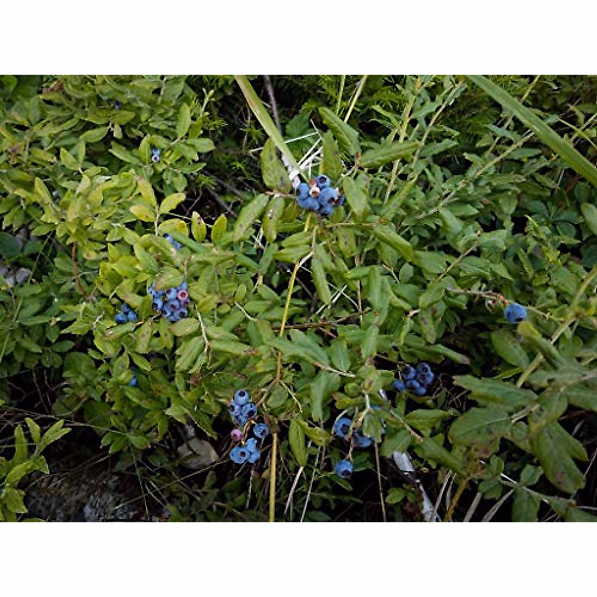 Southern Blueberry 50 Seeds - Blueberries Organic Seeds for Planting, Blueberries Fresh Fruit Seeds, Non GMO Berry Seeds, Dwarf Blueberry Bush Seeds for Planting Indoors