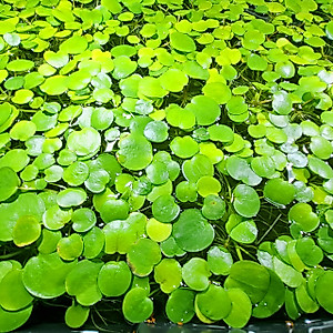 20+ Leaves Amazon Frogbit (Limnobium laevigatum) Live Aquarium Plant - Floating Aquatic Plant for Natural Fish Tank Decor and Oxygenation - Easy Care Aquatic Plants for Your Tank - Fish Breeding