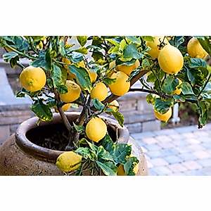 30pcs Lemon Tree Seeds for Planting, Non-GMO Heirloom and Organic, High Survival Rate Fruit for Home Garden