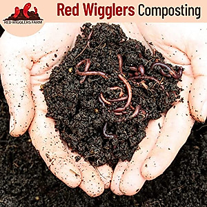 RedWigglersFarm – 1/2 LBS (Approximately 500 Worms) Premium Red Worms, Red Wigglers Composting Worms, Organic Sustainably Raised, Live Worms, Eisenia fetida, Home Compost Worms, Soil Regeneration