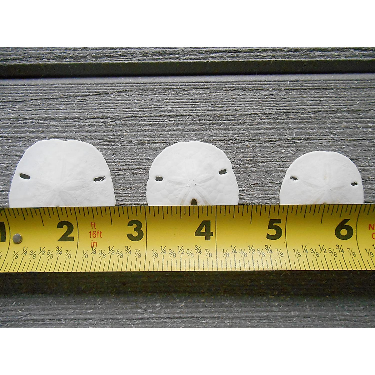 Tumbler Home Small Natural White Sand Dollars - 100 pcs - Wedding Sea Shell for Craft 1 1/4" to 1 1/2" - Real Sanddollars Hand Picked and Packed in Florida