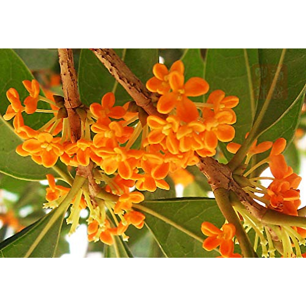 15+ Mixed Osmanthus Flower Seeds Yellow Orange Perennial Tree Shrub Bonsai Fragrant Osmanthus fragrans