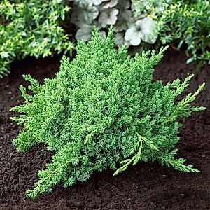 Dwarf Japanese Garden Juniper | 1 Live 4 Inch Pot | Juniperus Procumbens Nana | Drought Tolerant Evergreen Groundcover | Great Plants for Bonsai
