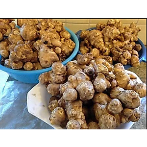 Jerusalem Artichoke Tubers Planting, 0.5 LB Ornaments Garden Perennials Simple to Grow Pots Gift