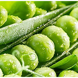 Bulk Pea Seeds for Planting - Grow Mammoth Snow Melting Sugar Pod Peas in Home Outdoor Garden - Non-GMO Heirloom with Instructions to Plant a Home Vegetable Garden (4 Ounces)
