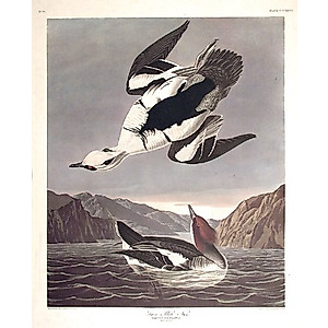 Smew or White Nun. From"The Birds of America" (Amsterdam Edition)