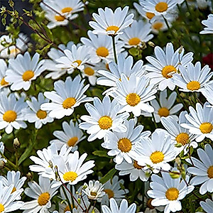 QAUZUY GARDEN Seeds - 200 Premium African Daisy Seeds Cineraria Cape Marigold Flower Mix, Heirloom, Drought Tolerant, Attracts pollinators