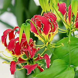 QAUZUY GARDEN 5 Creeping Climbing Flame Lily (Glory Gloriosa Lily/Fire Lily/Gloriosa Superba) Tiger Claw Agnishikha Seed Heirloom Eye-Catching Perennial Flower Attract Pollinators