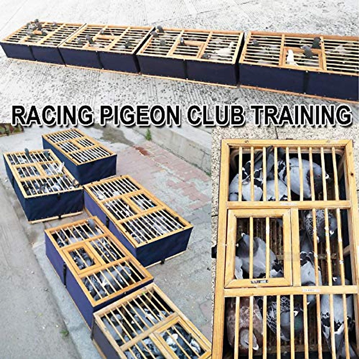 Pigeon cage Foldable Wooden Transportation Cage for Racing Pigeon Poultry cage Portable Takeout Transport Pigeon Flying Cage Homing Chicken Poultry Transportation Coop. Size 24×12.5×9in