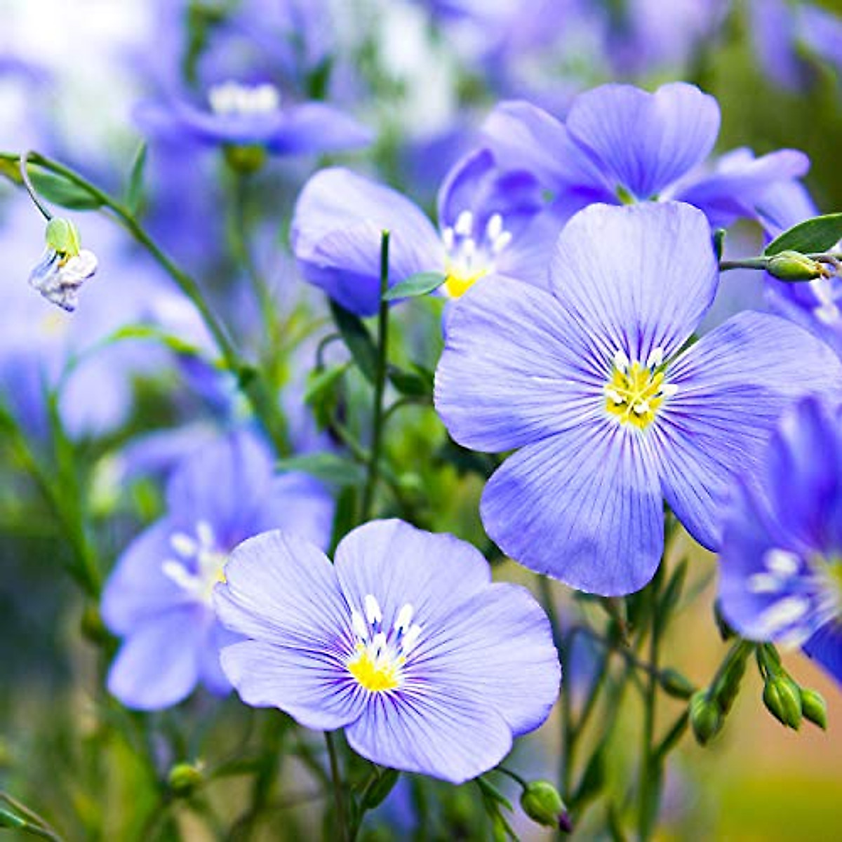 Outsidepride Perennial Linum Perenne Blue Flax Wild Flowers - 5000 Seeds