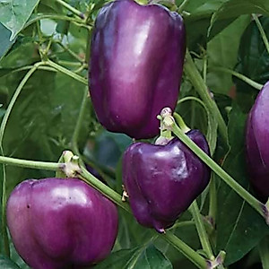 100+ Rainbow Blend Sweet Bell Pepper Seeds for Planting