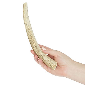 Prairie Dog Antlers | North American Whole Elk Antler | LARGE | Naturally Shed | Hand Harvested | Nutrient Rich | 8-9.5 inches long