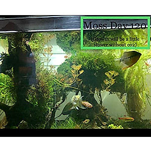 Christmas Moss Vesicularia Montagnei Live Freshwater Aquarium Plants Buy 2 Get 1