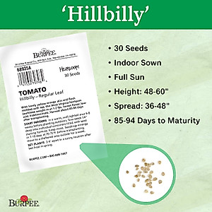 Burpee 'Hillbilly' Heirloom | Yellow Slicing Tomato | 30 Seeds