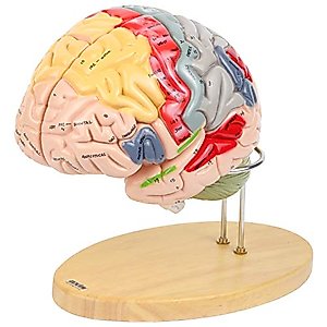 Axis Scientific 1.5X Life-Size 4-Part Brain Numbered Anatomical Model, Includes Display Base, Study Booklet,