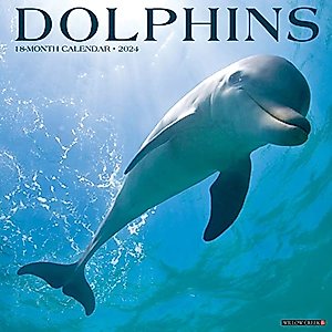 Willow Creek Press Dolphins 2024 12" x 12" Wall Calendar