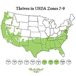 Shrub August Beauty Gardenia, 1 Gallon, Lustrous Green Foliage