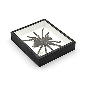 Real Giant Bird Eating Tarantula EURYPEIMA SPINCRUS Spider Taxidermy Transparent Boxed Display (Black Wooden Box)