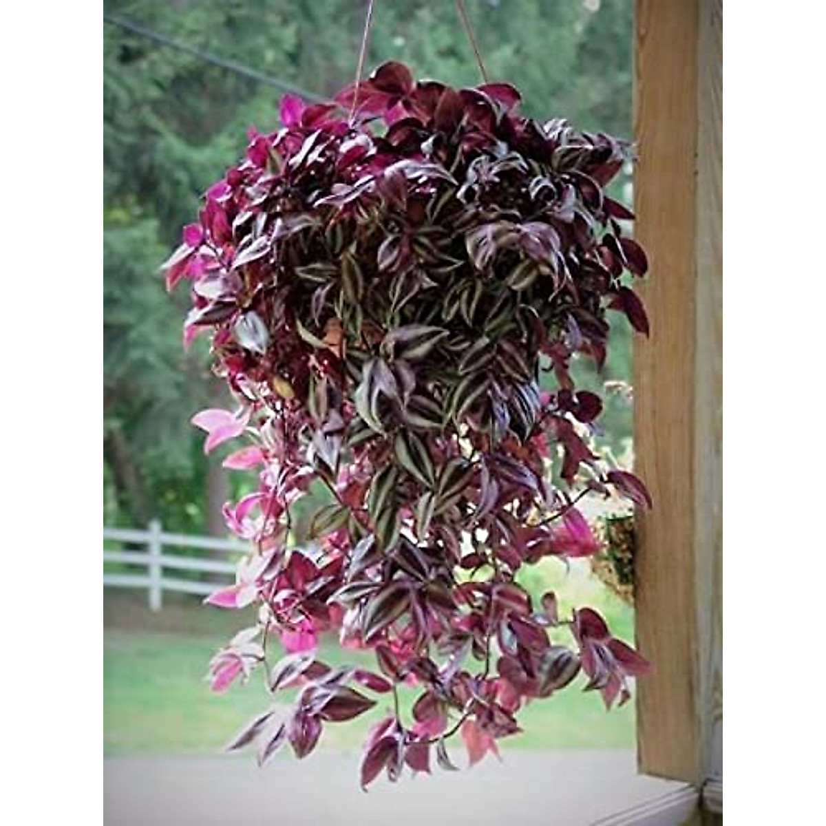 paperhome Wandering Jew - Tradescantia Zebrina - Inch P.Lant 9 Pcs C.uttings Silver Purple Burgundy