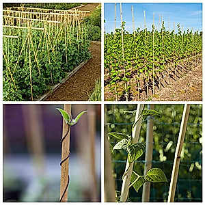 Mininfa Natural Bamboo Stakes 6 Feet, Eco-Friendly Garden Stakes, Plant Stakes Supports Climbing for Tomatoes, Trees, Beans, 20 Pack