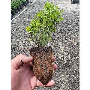 (1) - Top Hat Dwarf Blueberry - Starter Plant (8m)