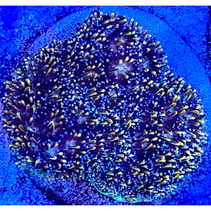 Live Saltwater Coral Frag - Golden Galaxea (Colony)