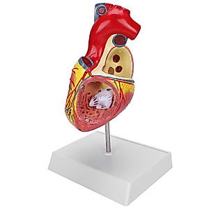 Brrnoo Human Heart Model 48 Anatomical Internal Structures, 2-Part Life Size Anatomically Accurate Numbered Heart Medical Model, 3 x Removable Parts for Teaching use