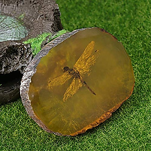 IMIKEYA Amber Fossil with Insects Samples Stones Crystal Specimens Home Decorations Collection Pendant Dragonfly