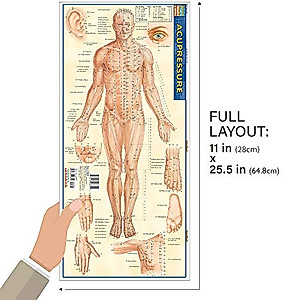 Acupressure Laminated Reference Guide (QuickStudy Academic)