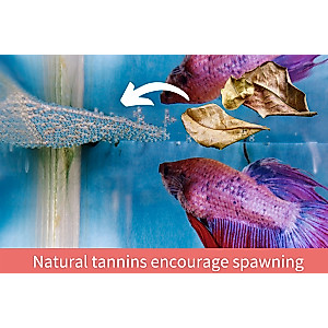 Snout and Shell 10 Mini Coconut Botanical Pods - Aquarium Pods Reduce Algae & freshen Tank Water - Terrarium, Vivarium & Aquarium Decor & Natural Tannins, Brown, 1-1.5 inches