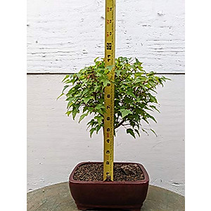 Dwarf Trident Maple Outdoor Bonsai Tree