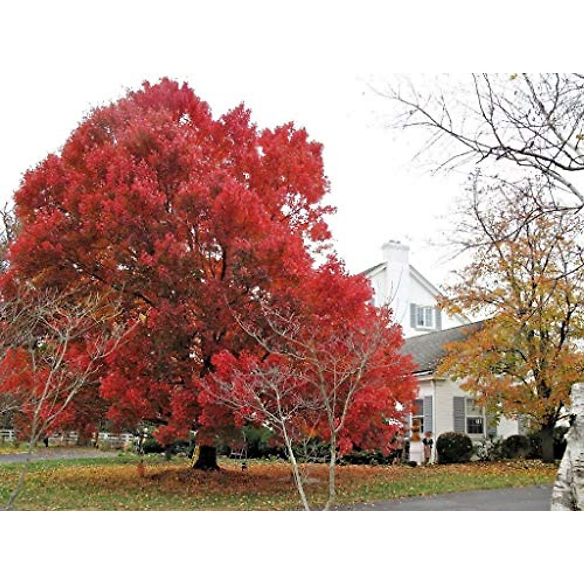 Carolina RED Scarlet Maple Tree Acer Rubrum jocad (25 Seeds)