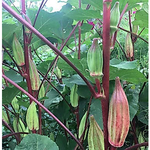 Hill Country Red Okra Seeds for Planting, 100+ Heirloom Seeds Per Packet, (Isla's Garden Seeds), Non GMO Seeds, Botanical Name: Abelmoschus esculentus, Great Home Garden Gift