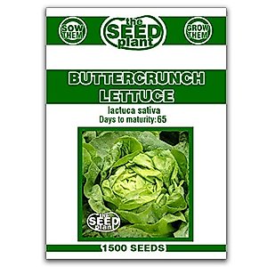 Buttercrunch Lettuce Seeds- 1500 Non-GMO Seeds