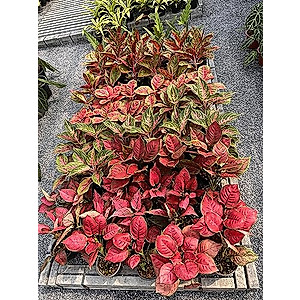 Nutricote. Timed Release Fertilizer. 18-6-8 180 Day. 2 Pounds. Orchids, Plants