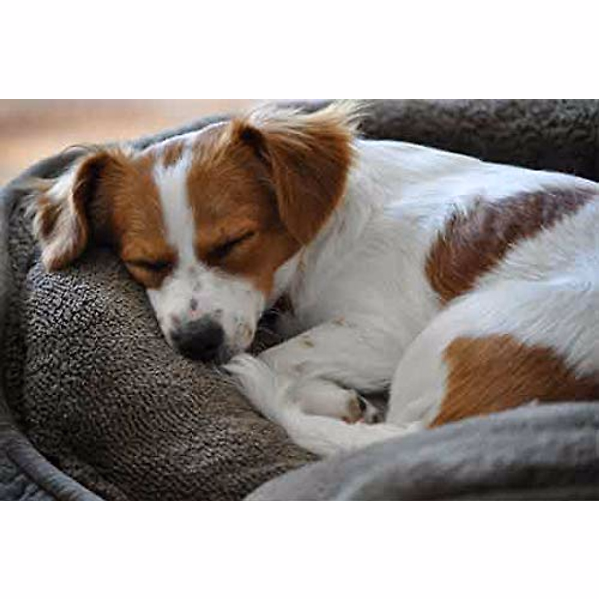 PET SUPPLEMENTS & NUTRITION LLC Hip and Joint for Dogs - Joint Health with Turmeric - MSM - GLUCOSAMINE - Hip Support - msm for Big Dog - 120 Tablets (2 Bottles)