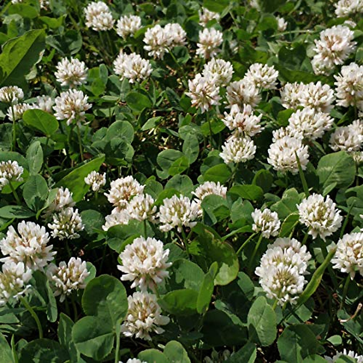 Outsidepride White Dutch Clover Seed for Erosion Control, Ground Cover, Lawn Alternative, Pasture, Forage, & More - 2 LBS