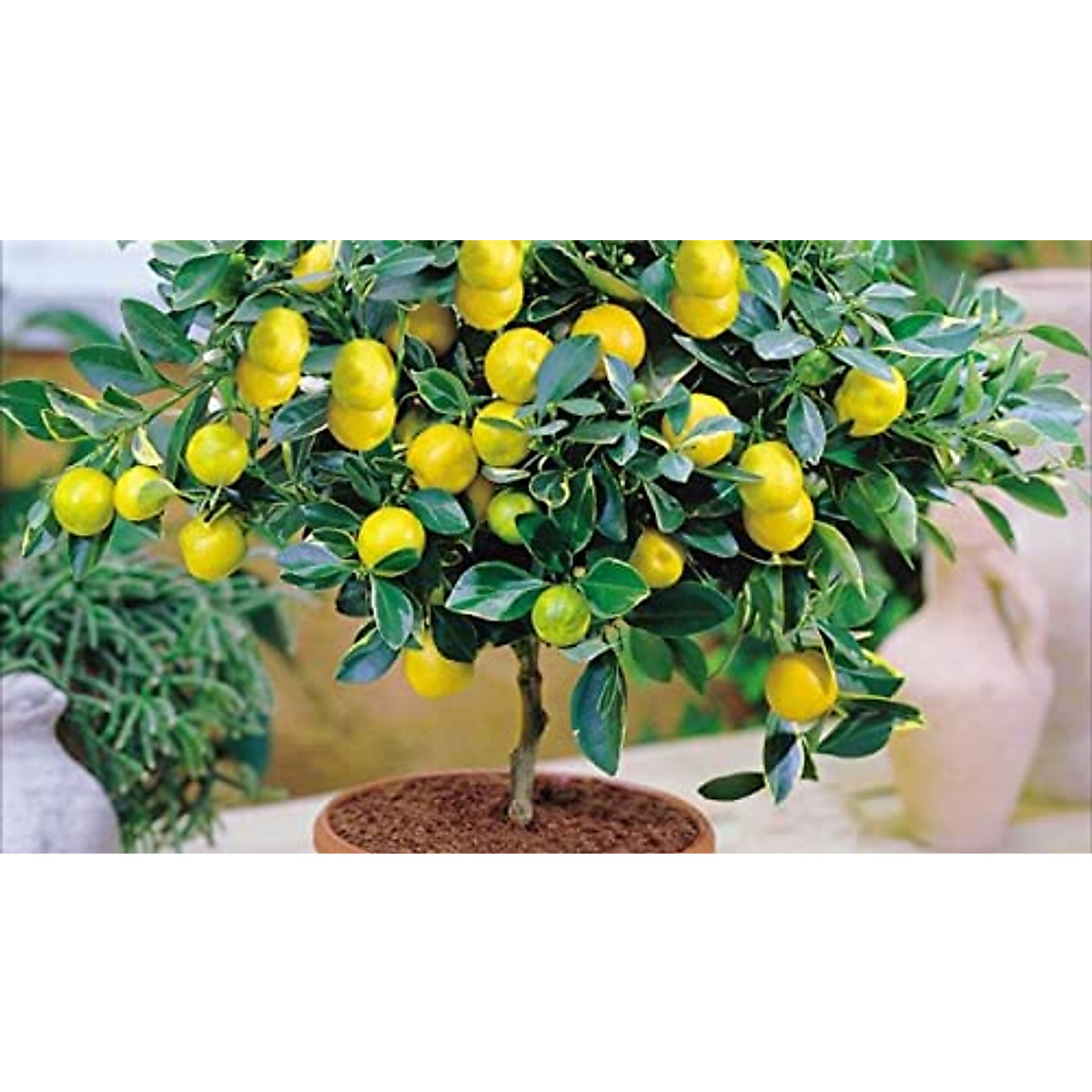 30pcs Lemon Tree Seeds for Planting, Non-GMO Heirloom and Organic, High Survival Rate Fruit for Home Garden